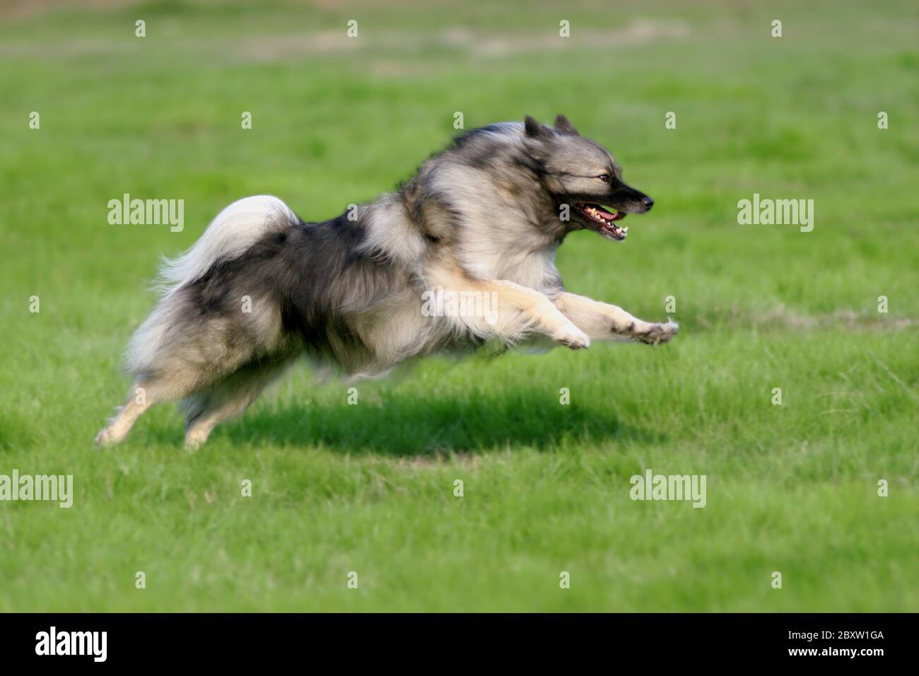 Wolfspitz hi-res stock photography and images - Alamy