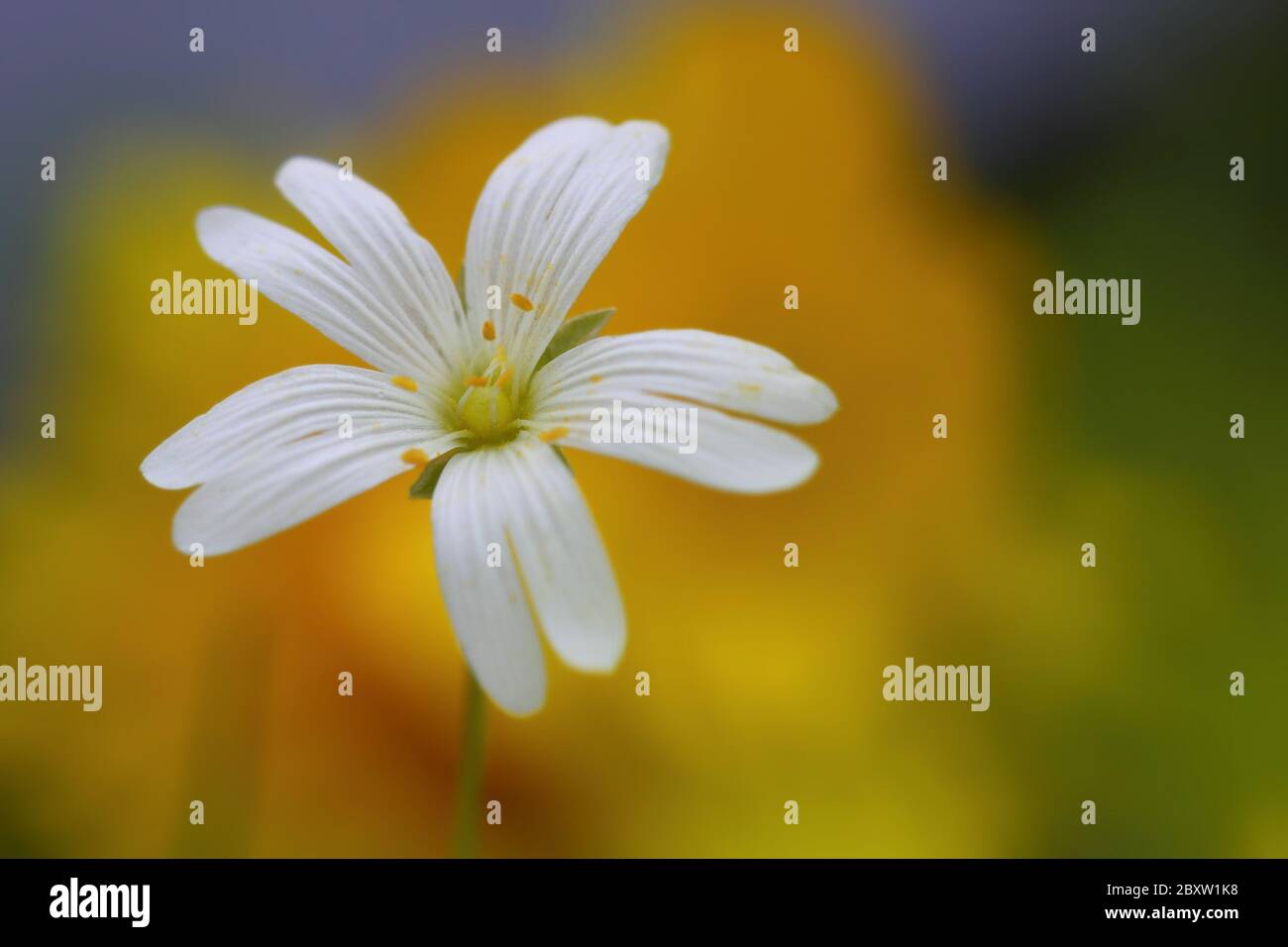Big Chickweed High Resolution Stock Photography and Images - Alamy