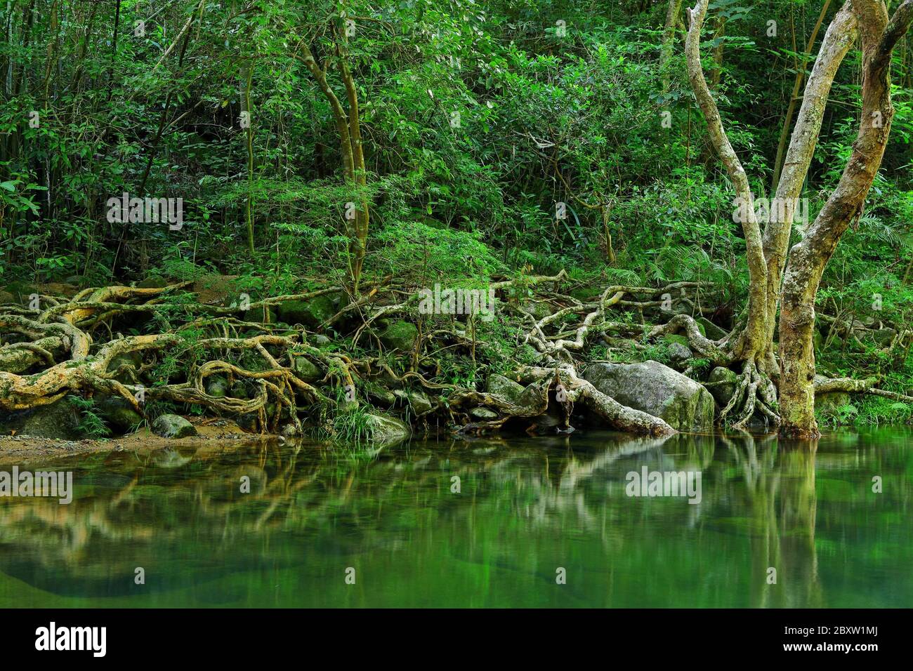water in forest Stock Photo - Alamy