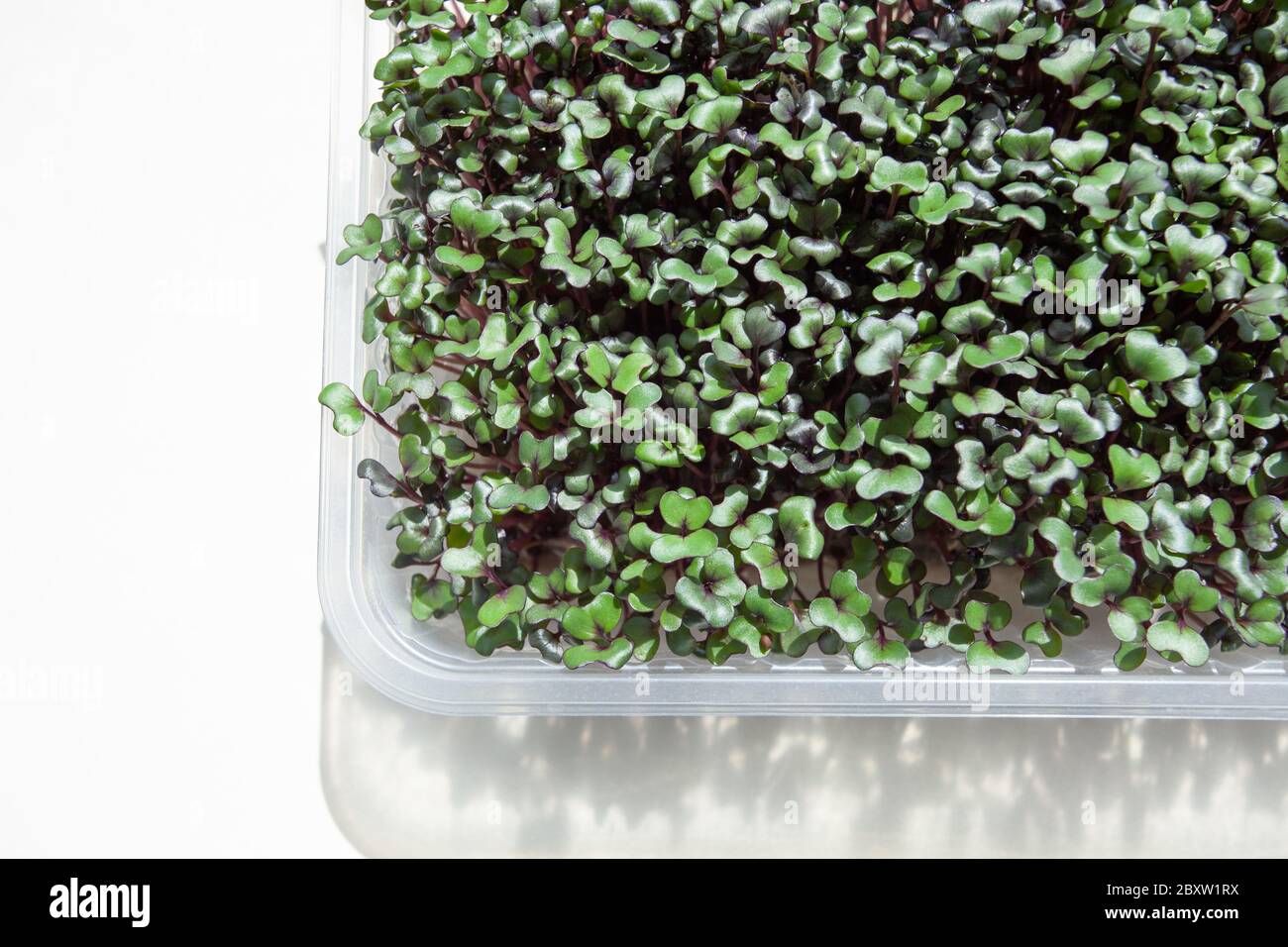 Micro greens in a plastic container Stock Photo - Alamy
