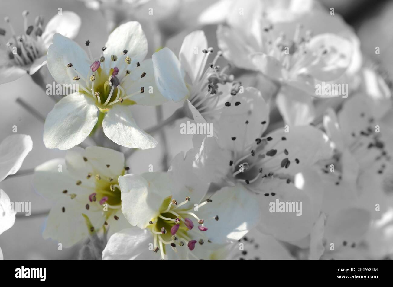 SPRING BLISS: Beautiful pure white cherry blossoms show their bloom as ...