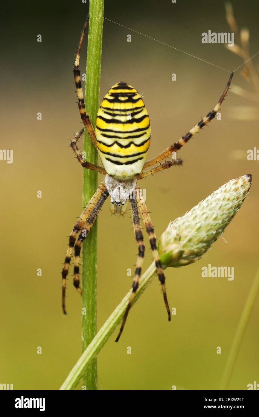 Zabraspinnen hi-res stock photography and images - Alamy