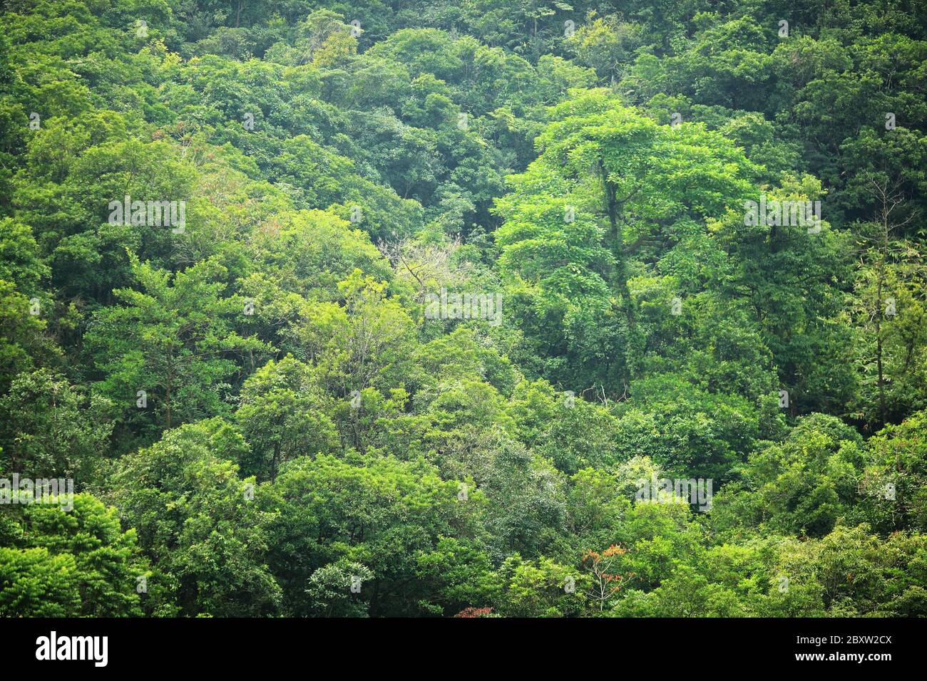 Morning in jungle hi-res stock photography and images - Alamy