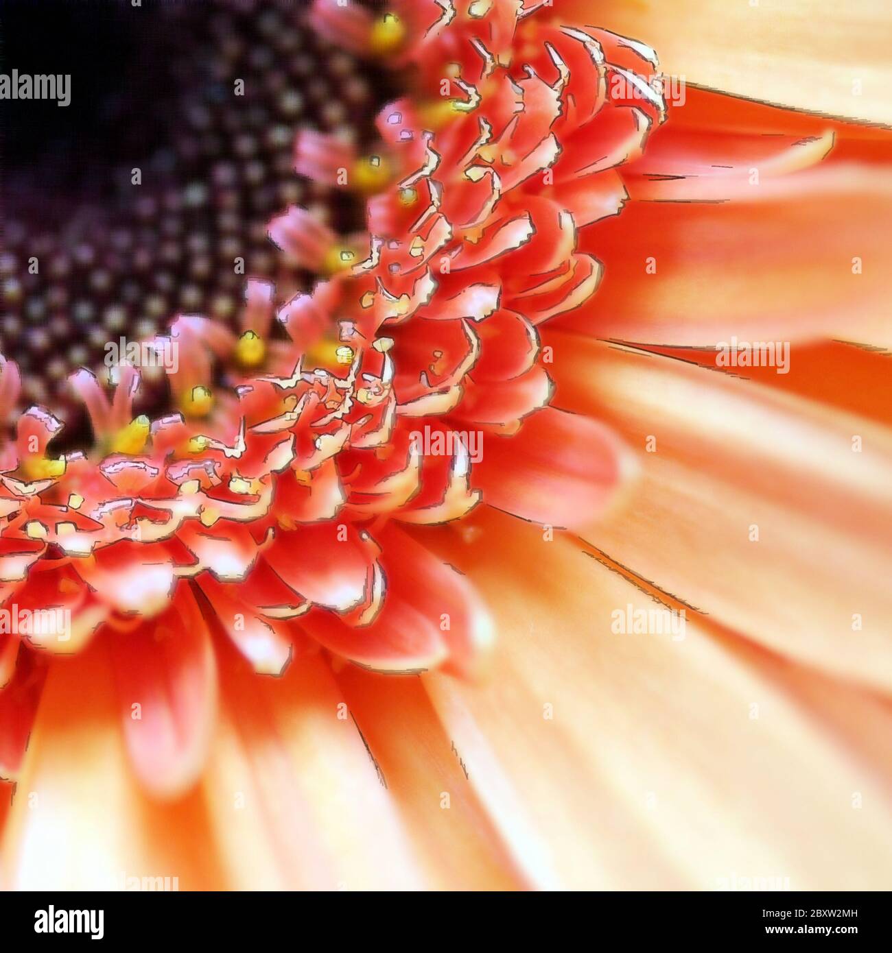 Gerbera flowers Macro with line drawing Stock Photo - Alamy