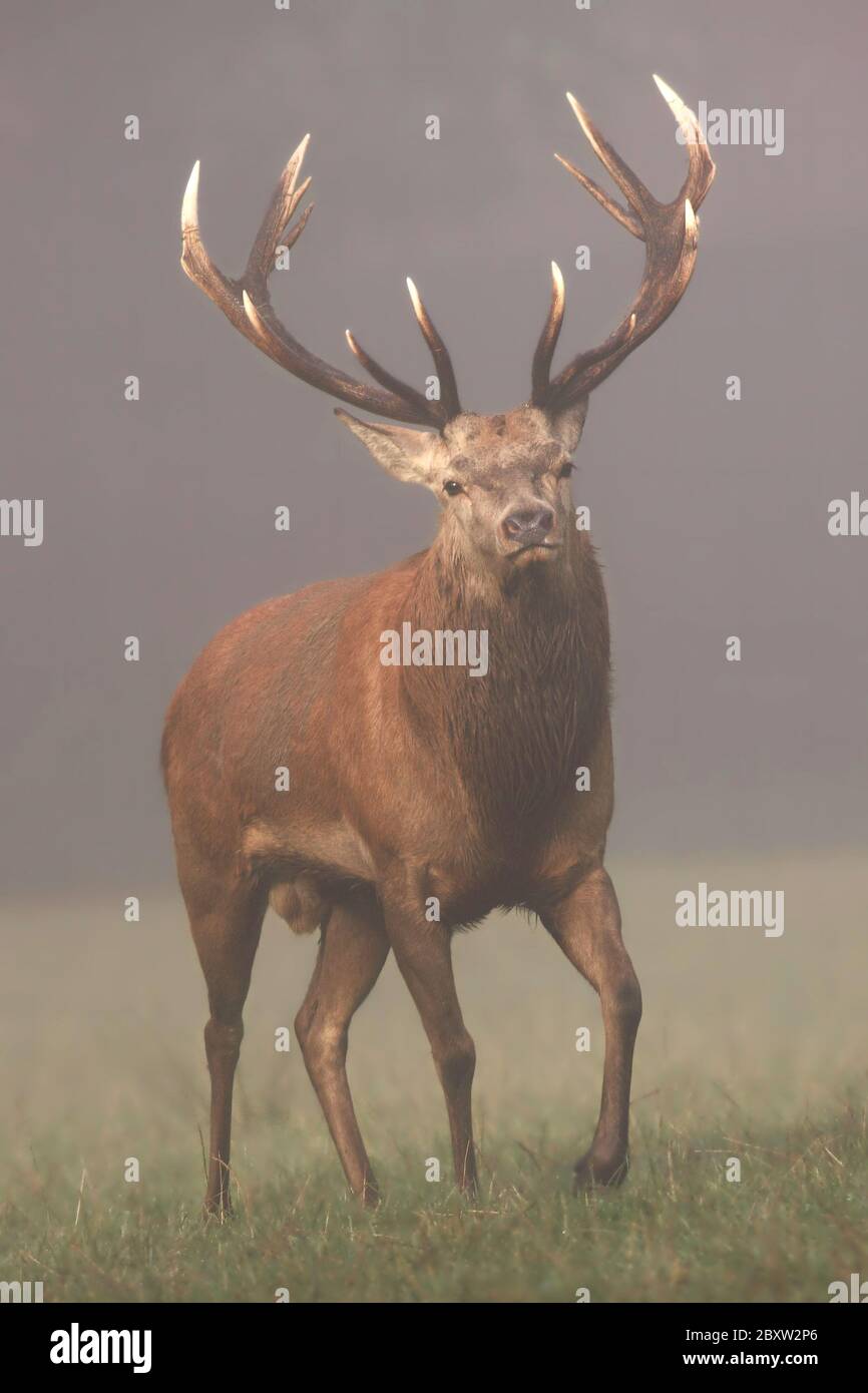 Deer in the mist Stock Photo - Alamy