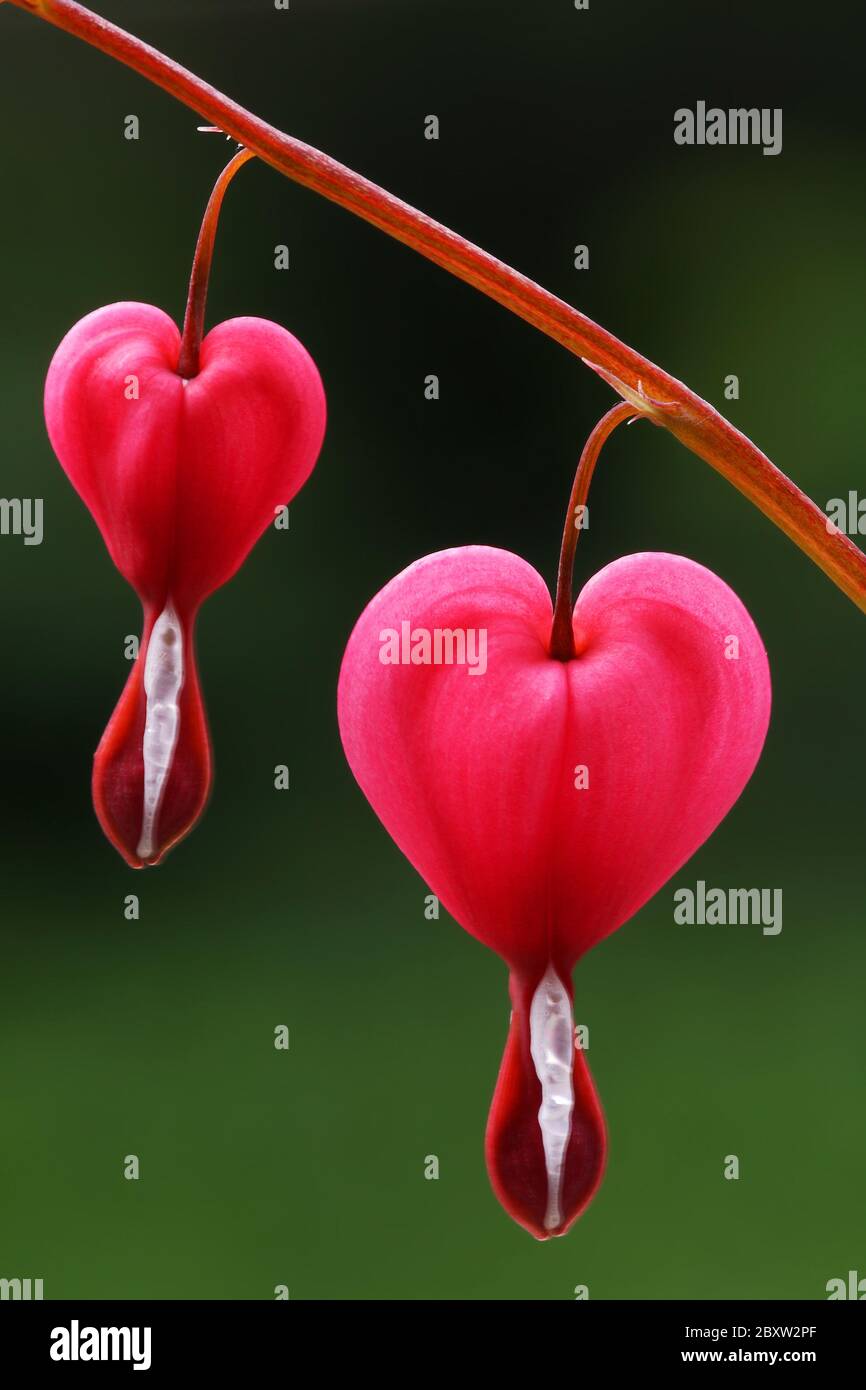 Flowers watery hi-res stock photography and images - Alamy
