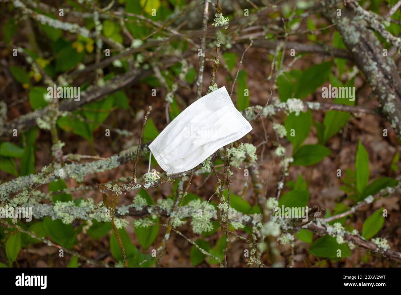 medical mask stuck in a branch, the end of the epidemic, pandemic Stock ...