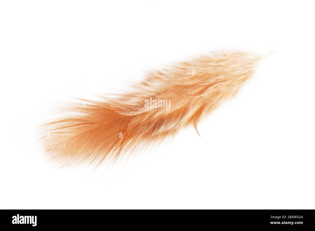Tickling and feather hi-res stock photography and images - Alamy