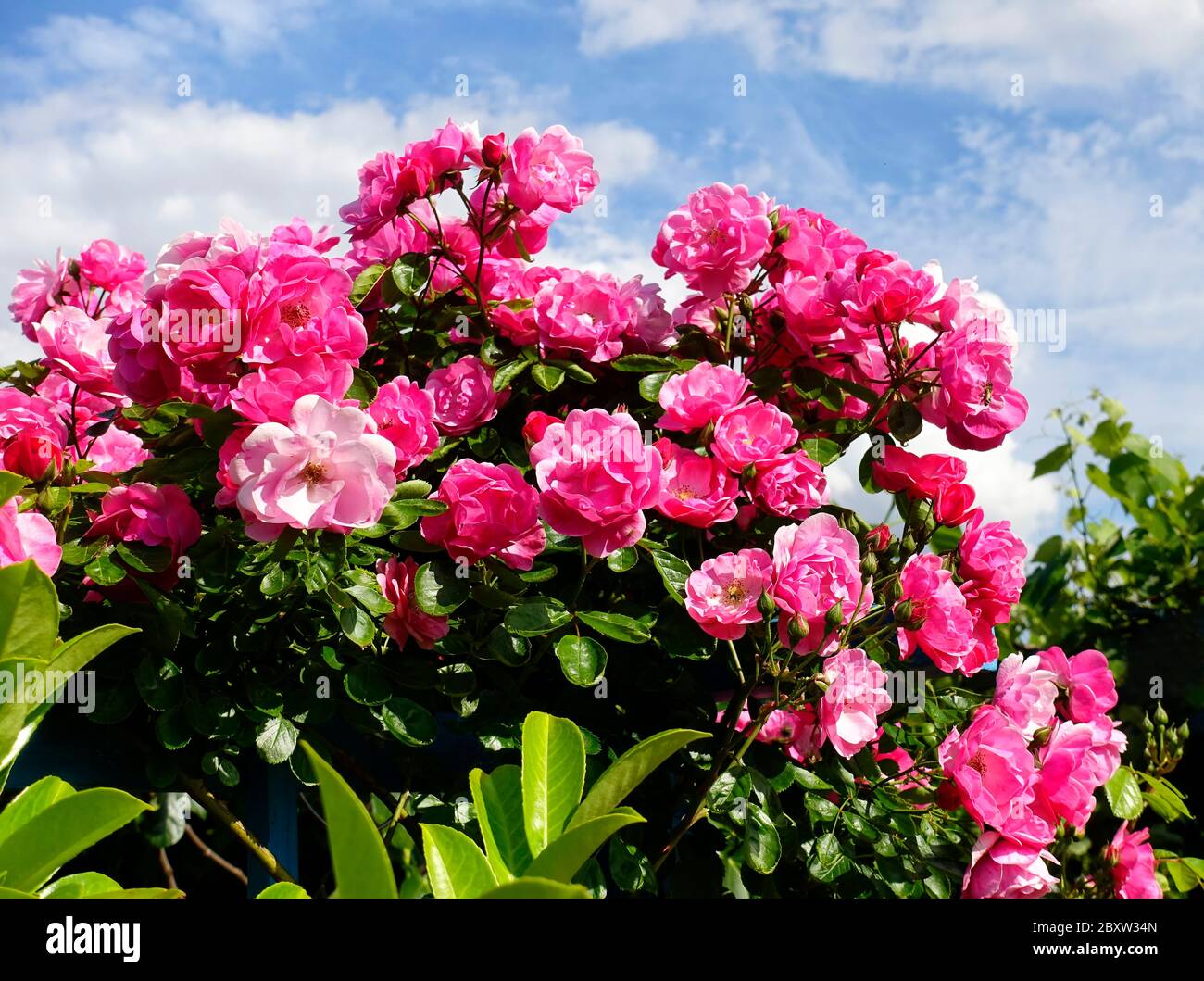 Flowers of a floribunda rose Stock Photo - Alamy