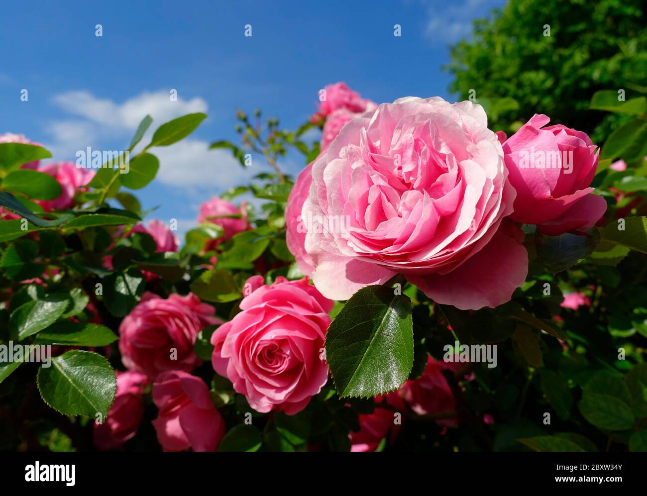 Flowers of a floribunda rose Stock Photo - Alamy
