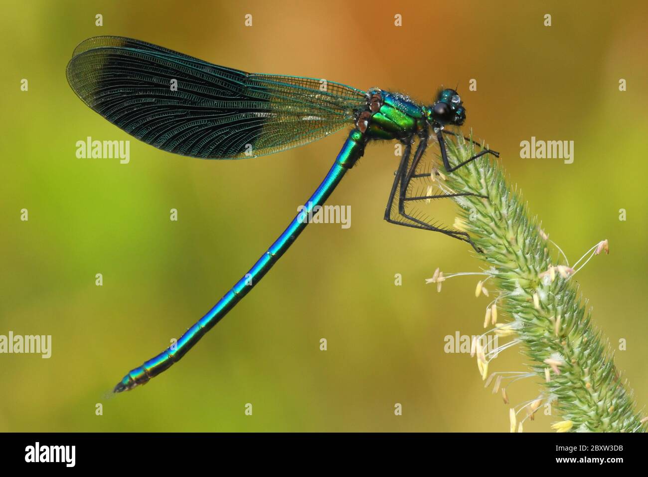 Banded Darter Dragonfly Stock Photo - Alamy