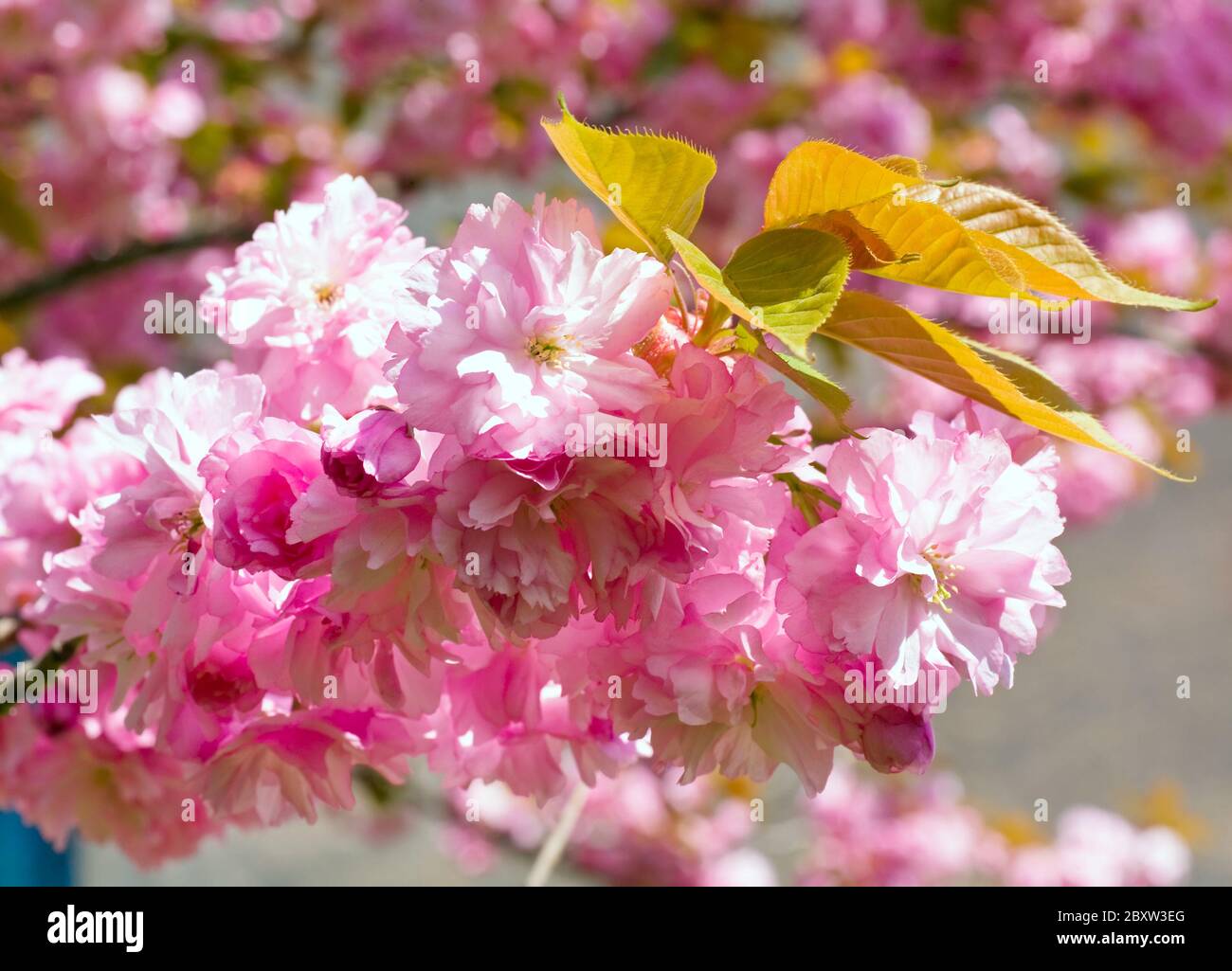 Pink Cherry blossom Stock Photo - Alamy