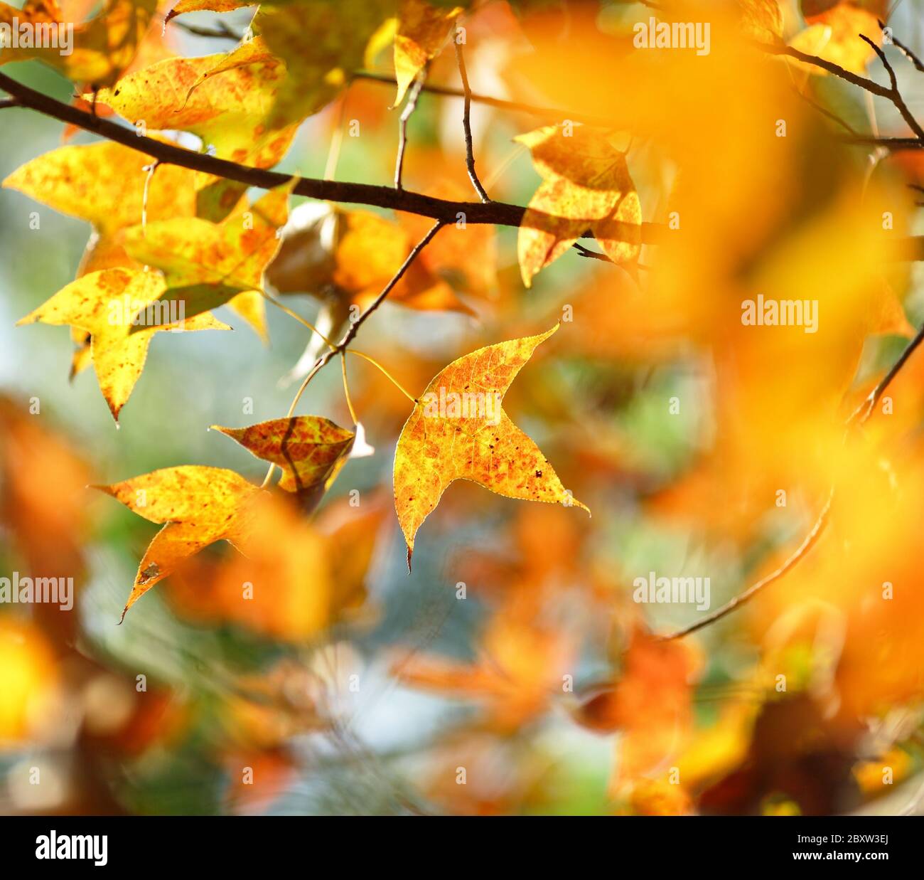 autumn leaves close up background Stock Photo - Alamy