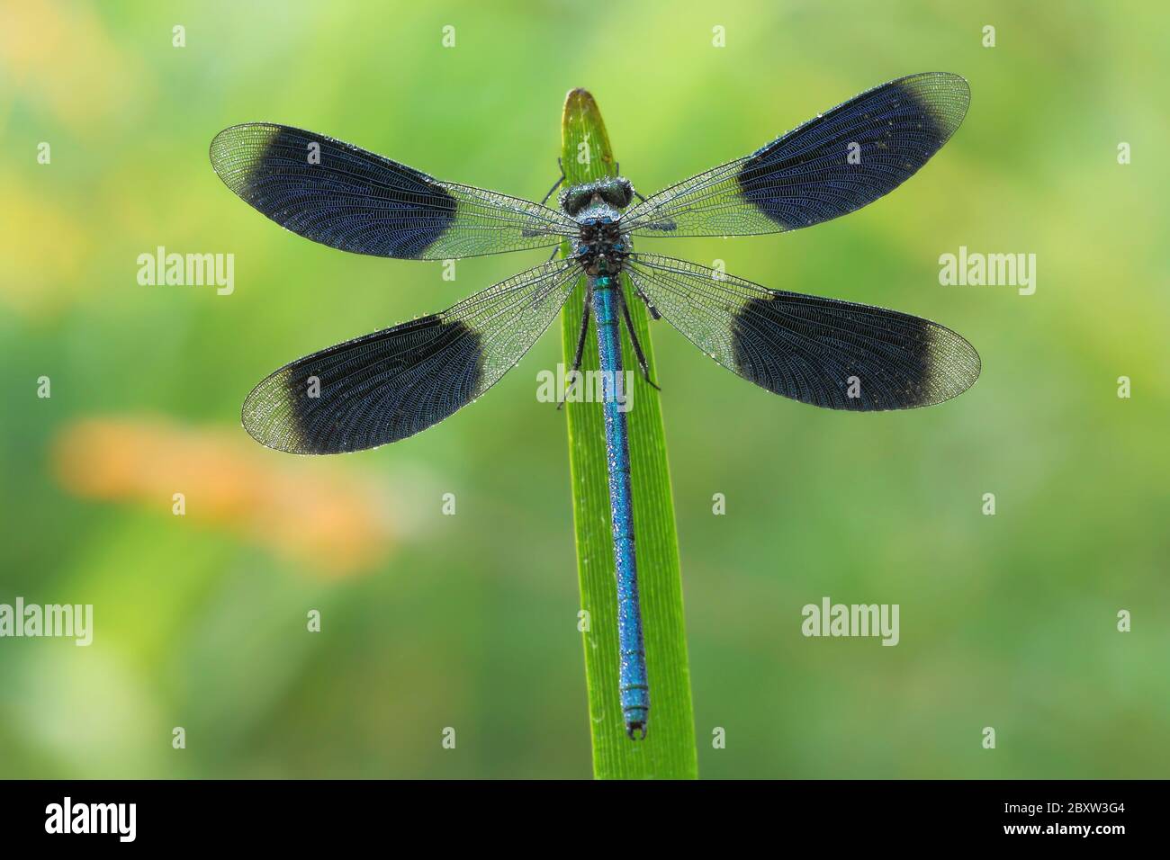 Banded Darter Dragonfly Stock Photo - Alamy