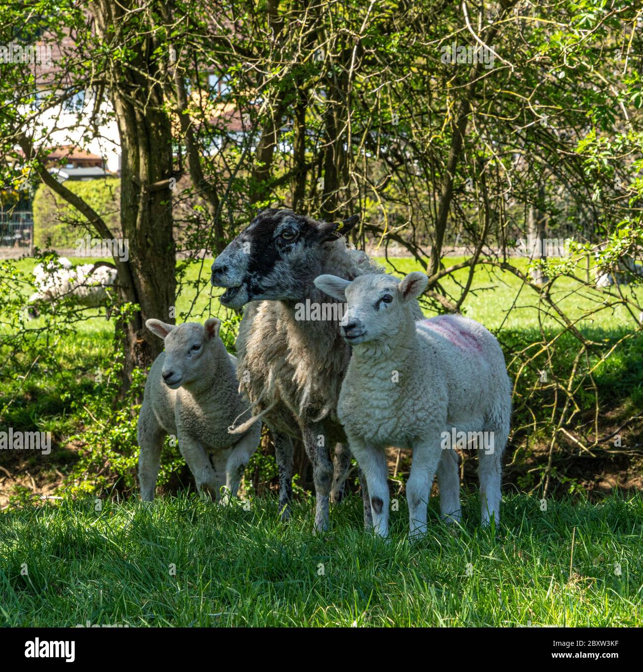 Four week old lambs and Sheep low angle view portrait in green grass ...