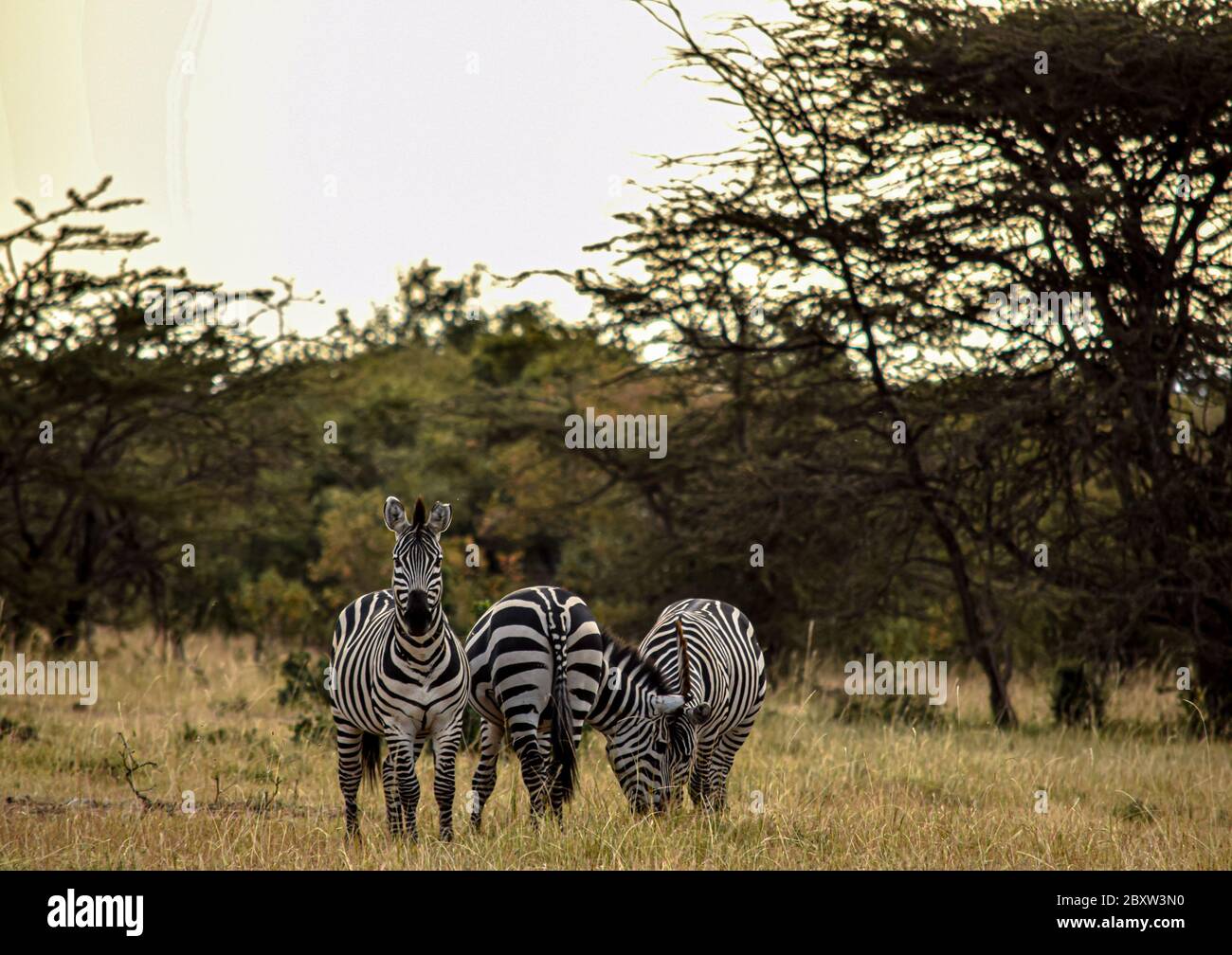 Wildlife, nature and animals in Kenya, Africa Stock Photo - Alamy