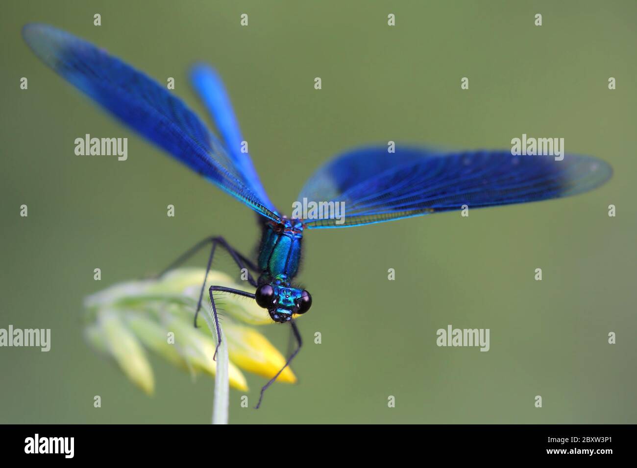 Banded Darter Dragonfly Stock Photo - Alamy