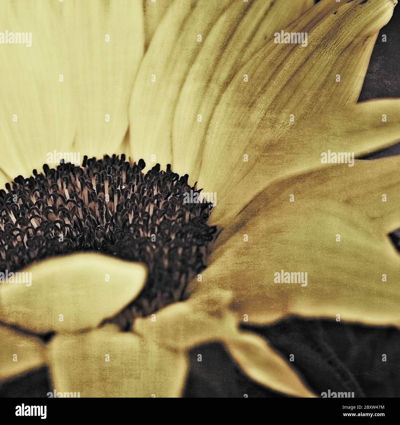 Sunflower with texture in the square format Stock Photo - Alamy