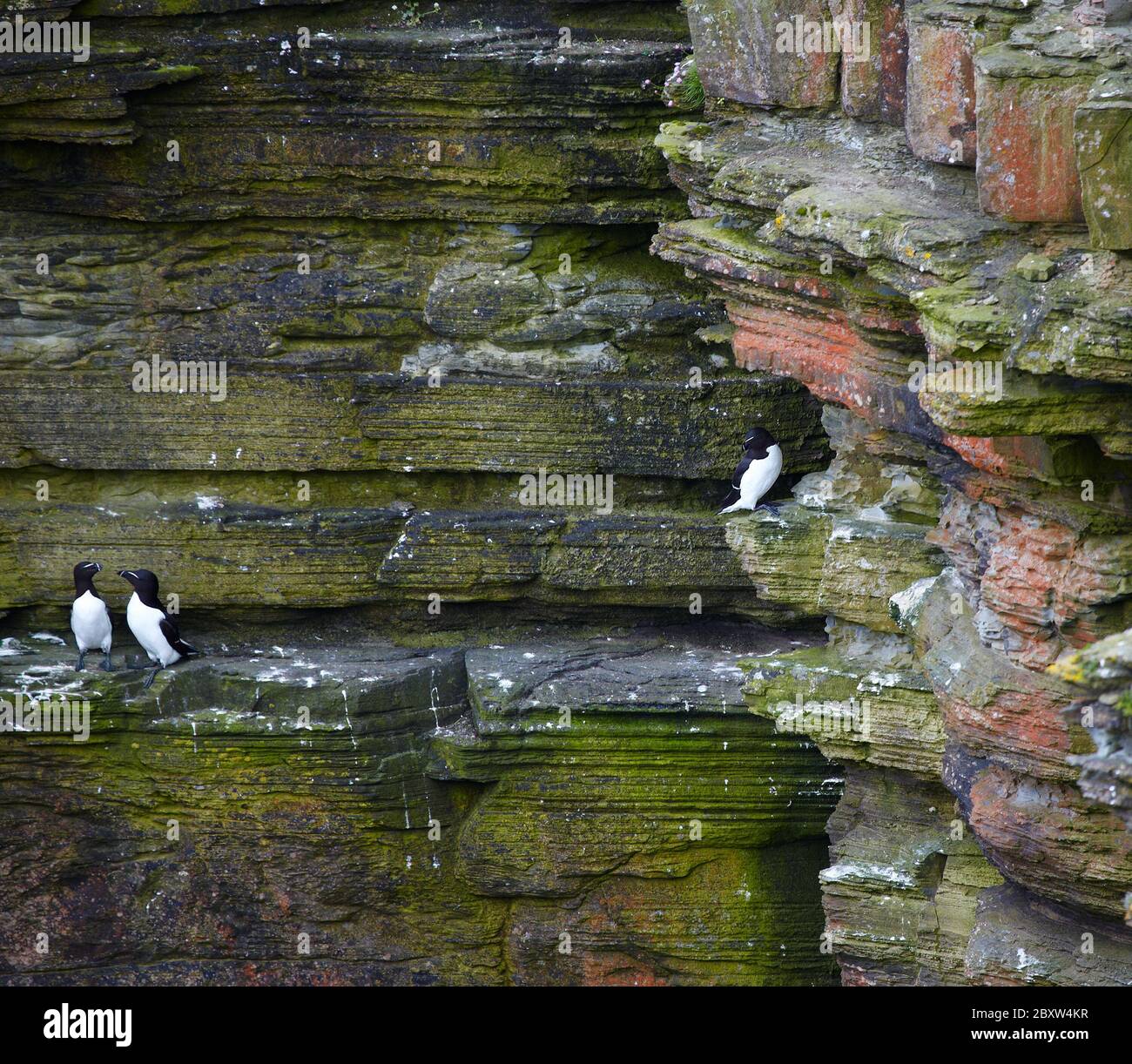 Rookery birds hi-res stock photography and images - Alamy