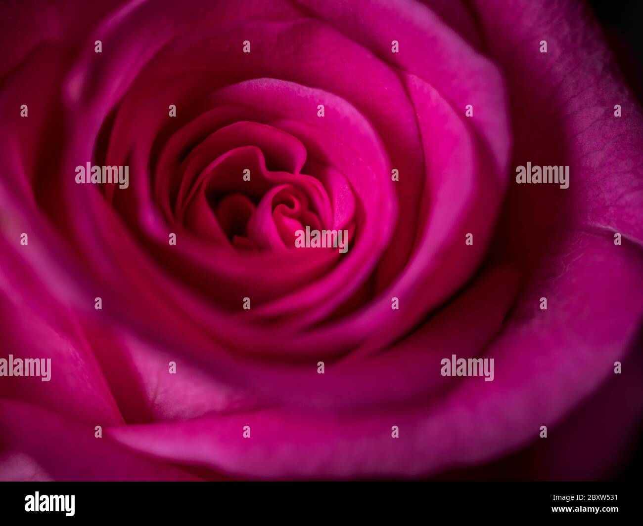 Layers of rose petals hi-res stock photography and images - Alamy