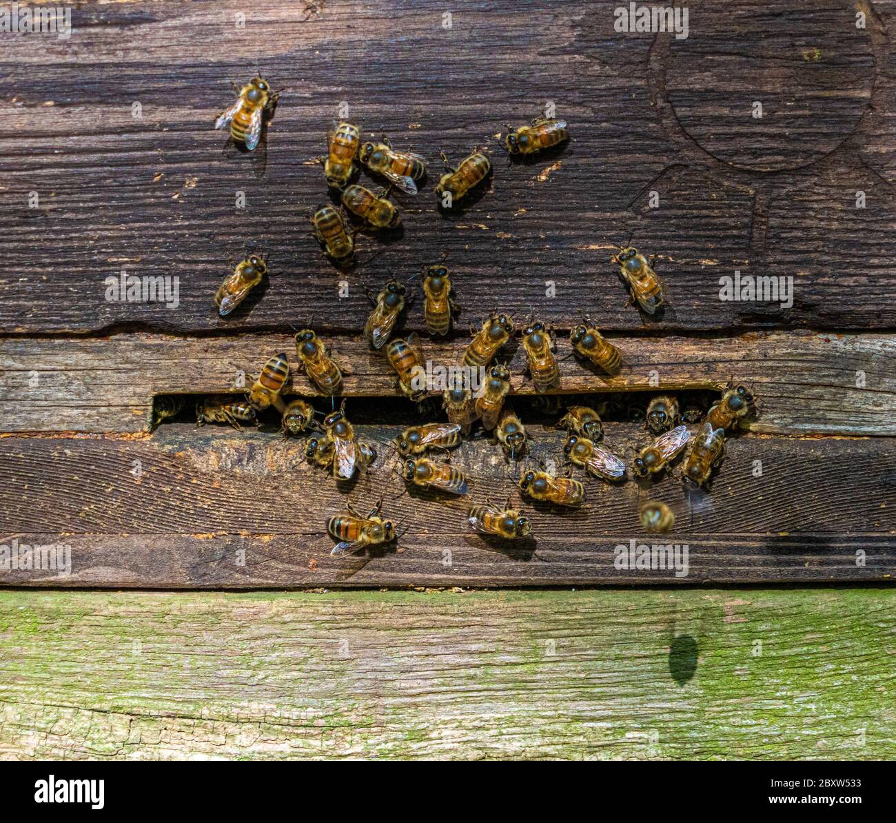 Large Yellow Orange Honey and Black Striped Bees around entrance to ...