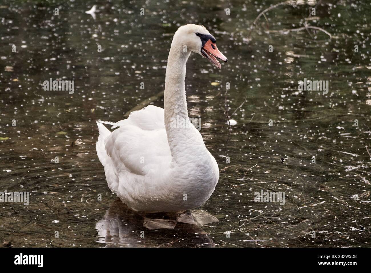 Mute swan (Cygnus olor) waddles in water and makes threatening noise ...