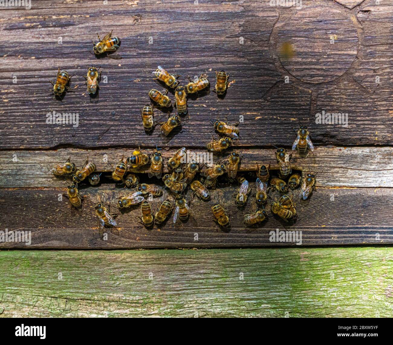Large Yellow Orange Honey and Black Striped Bees around entrance to ...
