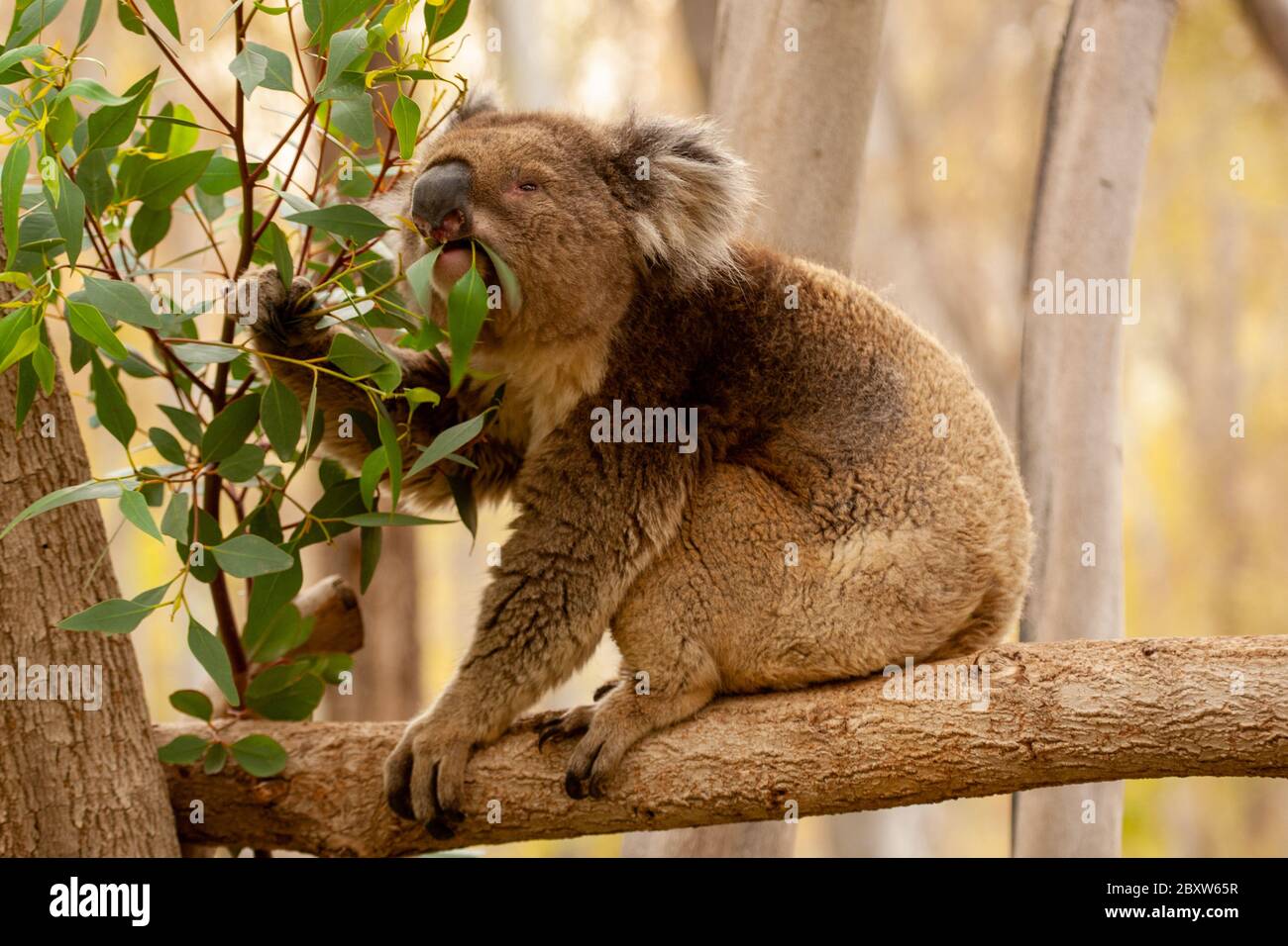 koala or, inaccurately, koala bear (Phascolarctos cinereus) eat Eucalyptus leaves Stock Photo ...