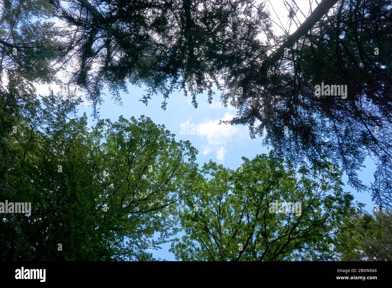 A view straight up from the ground to the treetops in the forest. Low ...