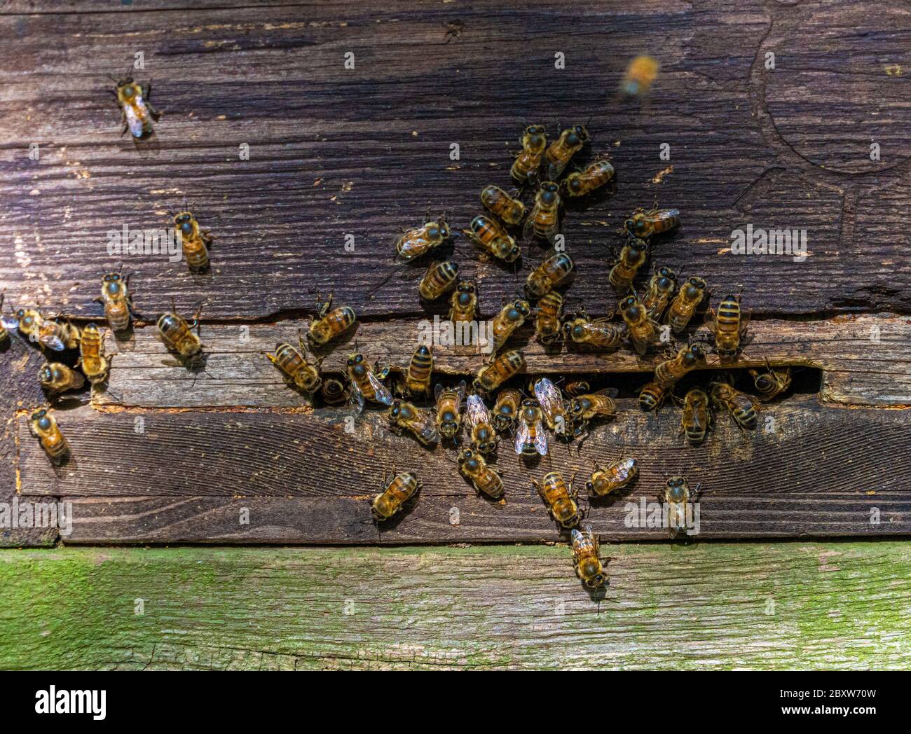 Large Yellow Orange Honey and Black Striped Bees around entrance to ...
