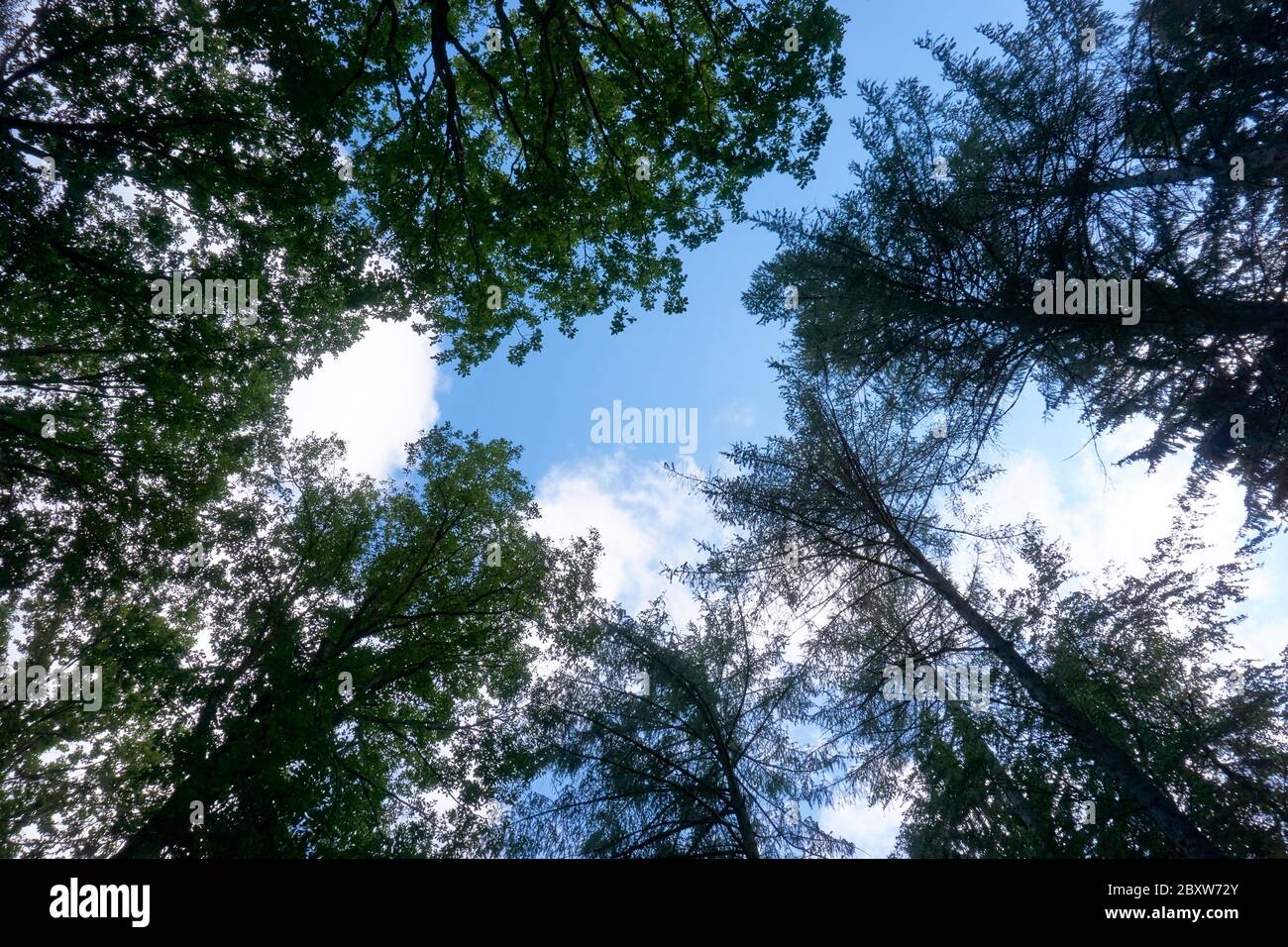 A view straight up from the ground to the treetops in the forest. Low ...