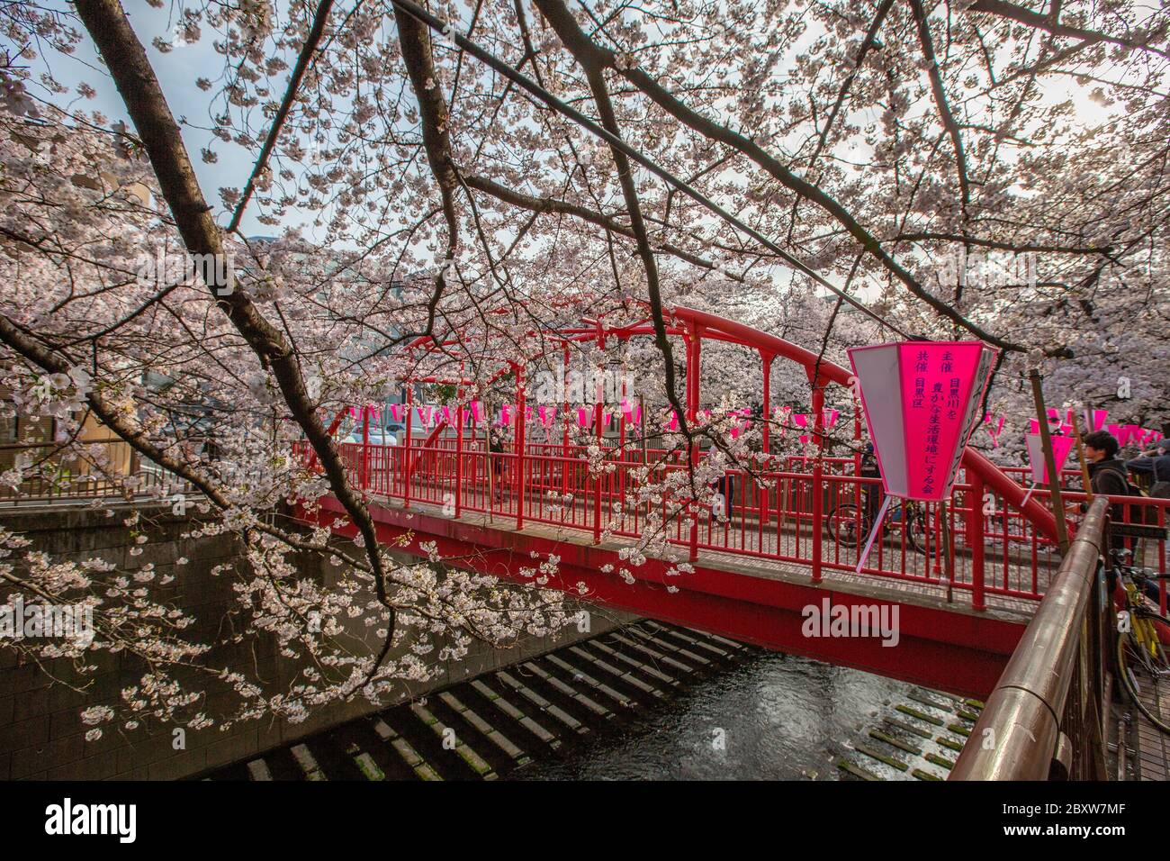 Red bridge and cherry blossom at Meguro River, Tokyo, Japan Stock Photo ...