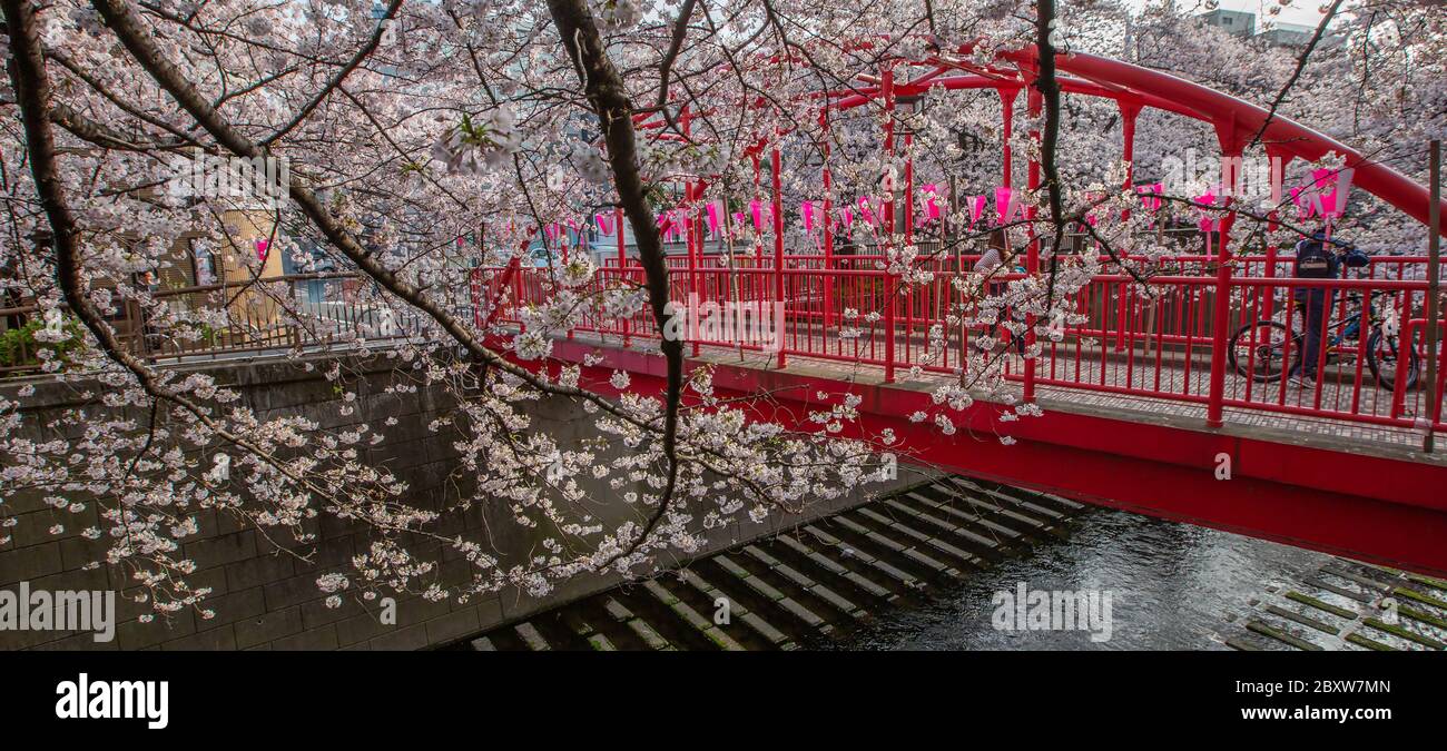 Red bridge and cherry blossom at Meguro River, Tokyo, Japan Stock Photo ...