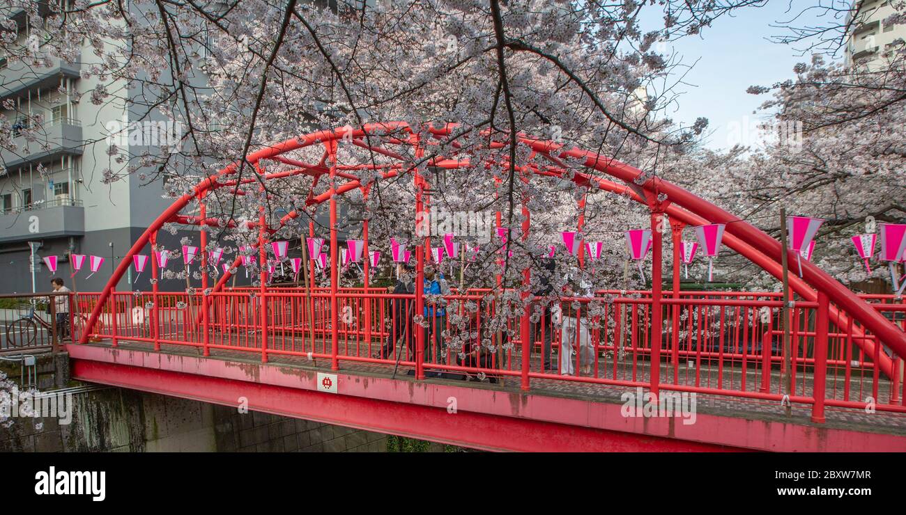 Red bridge and cherry blossom at Meguro River, Tokyo, Japan Stock Photo ...