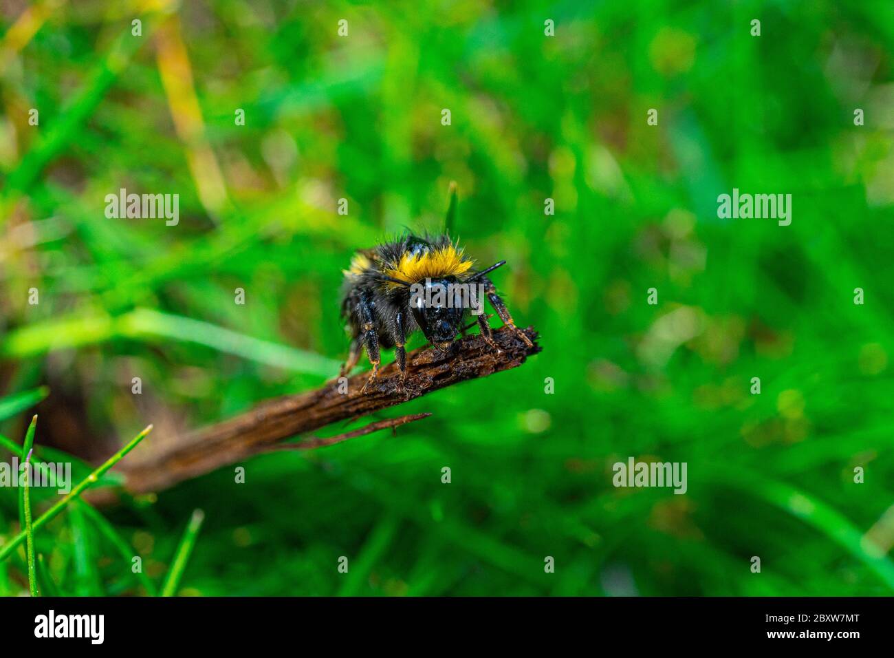 Large Yellow Orange and Black Striped Honey Bee Close up Marco Portrait ...
