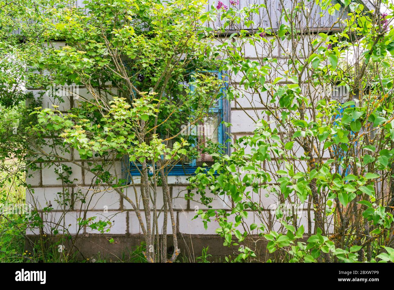 Hazel structure hi-res stock photography and images - Alamy