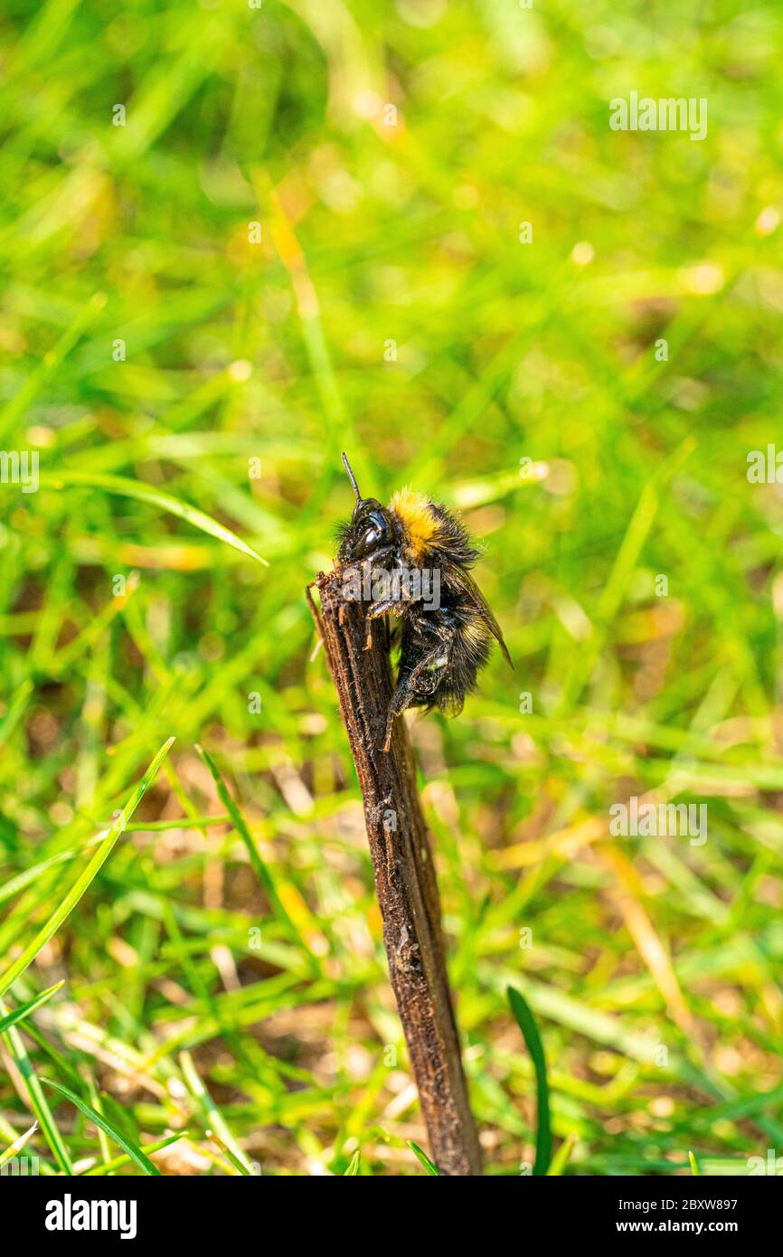 Large Yellow Orange and Black Striped Honey Bee Close up Marco Portrait ...
