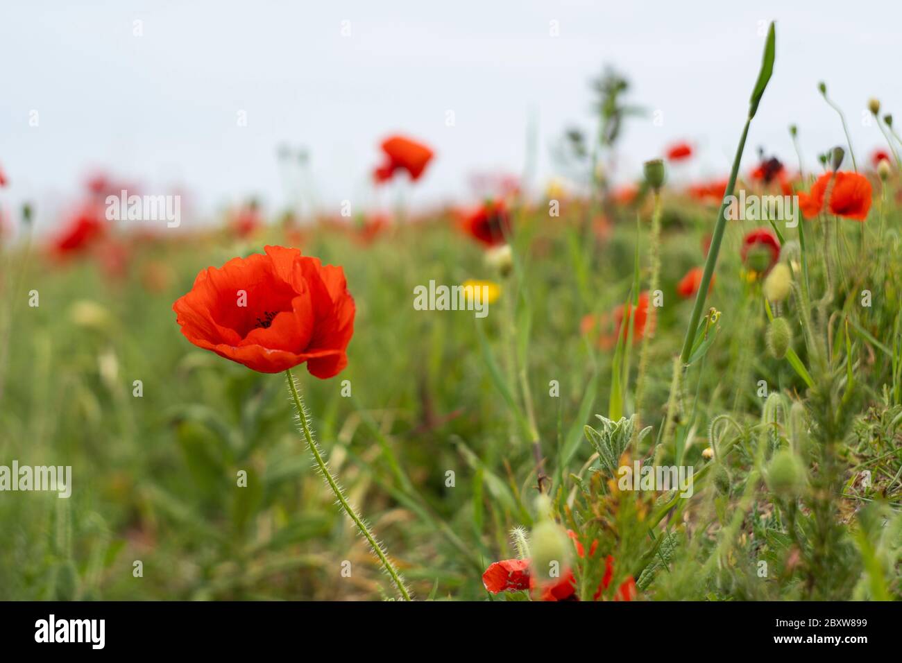 Poppies at Polly Joke, Cornwall Stock Photo - Alamy