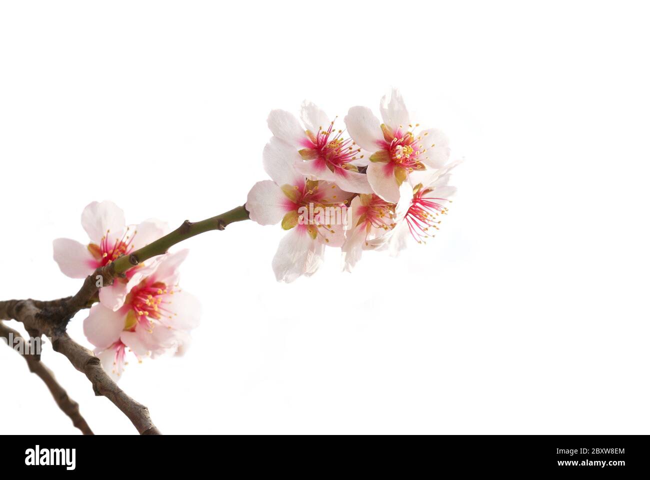 Japanese almond tree hi-res stock photography and images - Alamy
