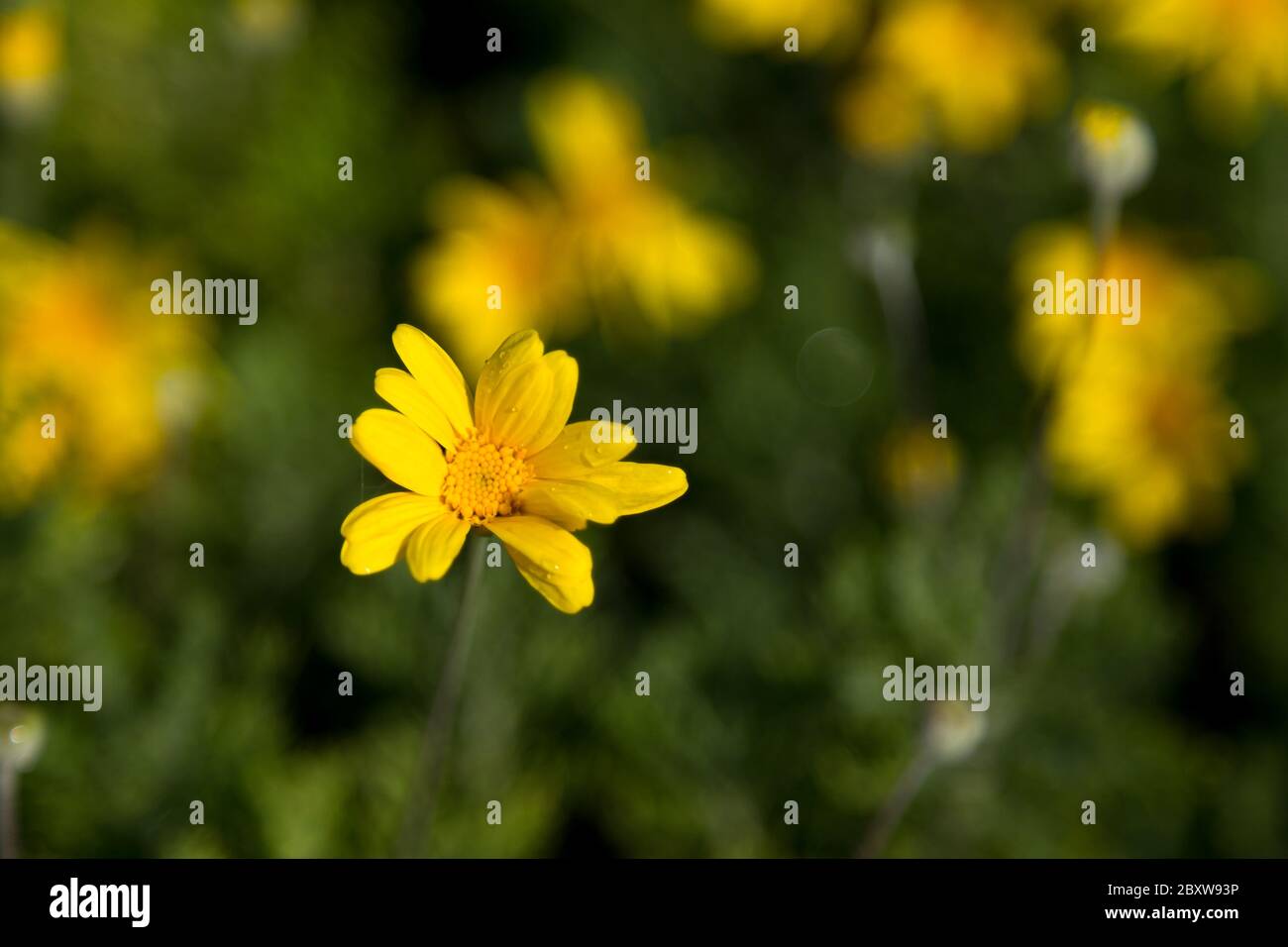 Fresh green leaves yellow flowers hi-res stock photography and images ...