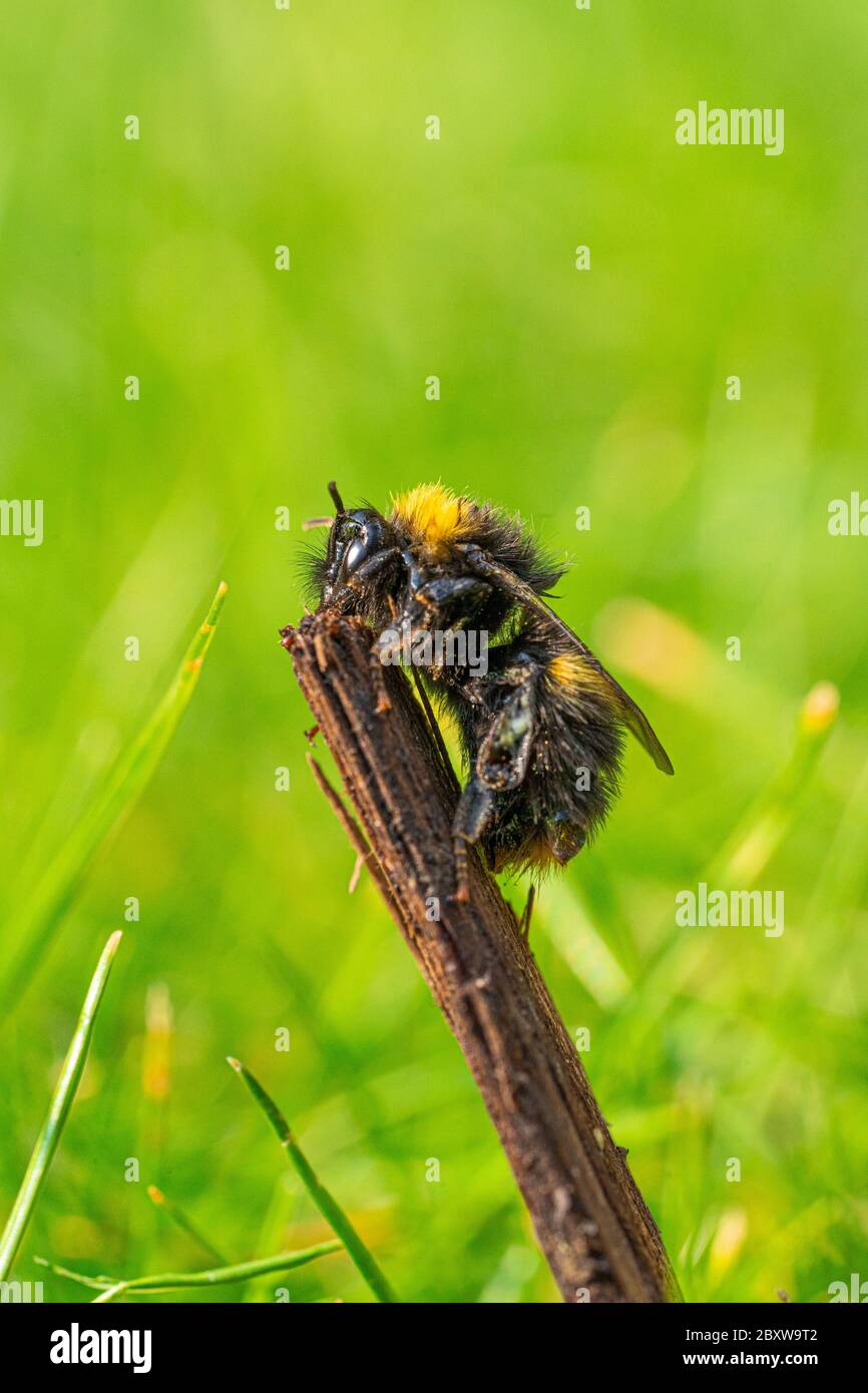Large Yellow Orange and Black Striped Honey Bee Close up Marco Portrait ...