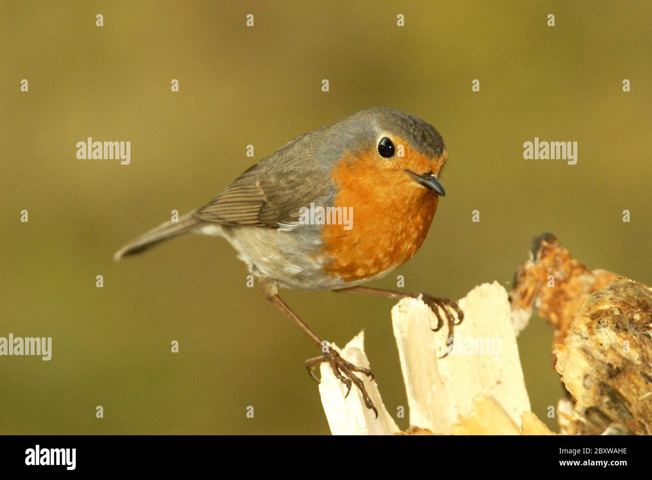 Robin macro hi-res stock photography and images - Alamy