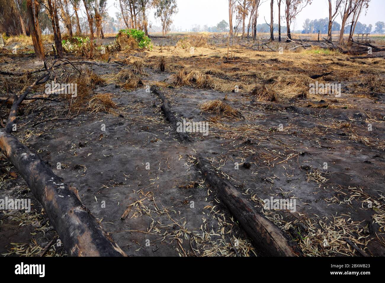 forest after fire Stock Photo - Alamy
