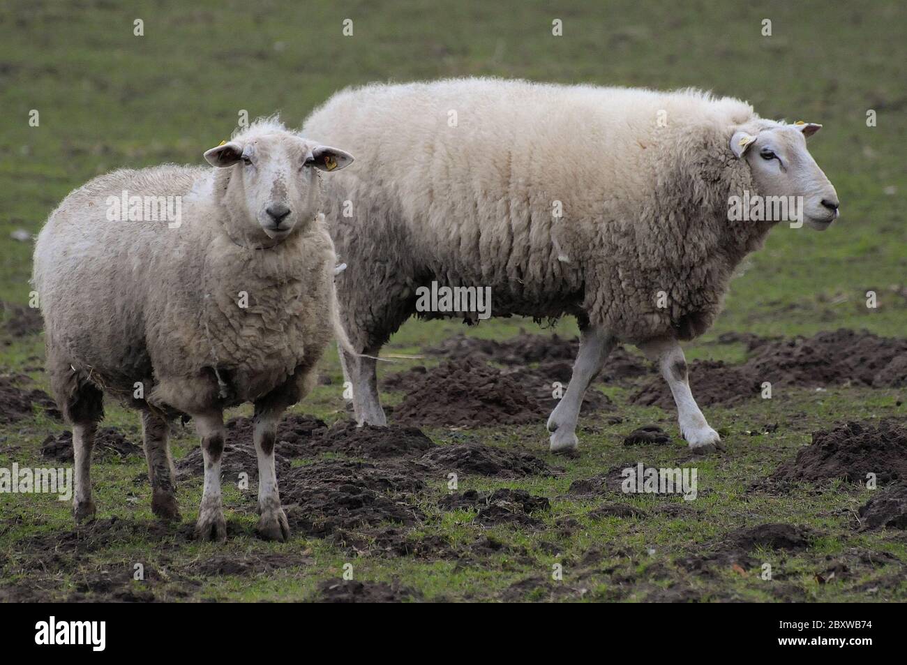 Two sheeps hi-res stock photography and images - Alamy
