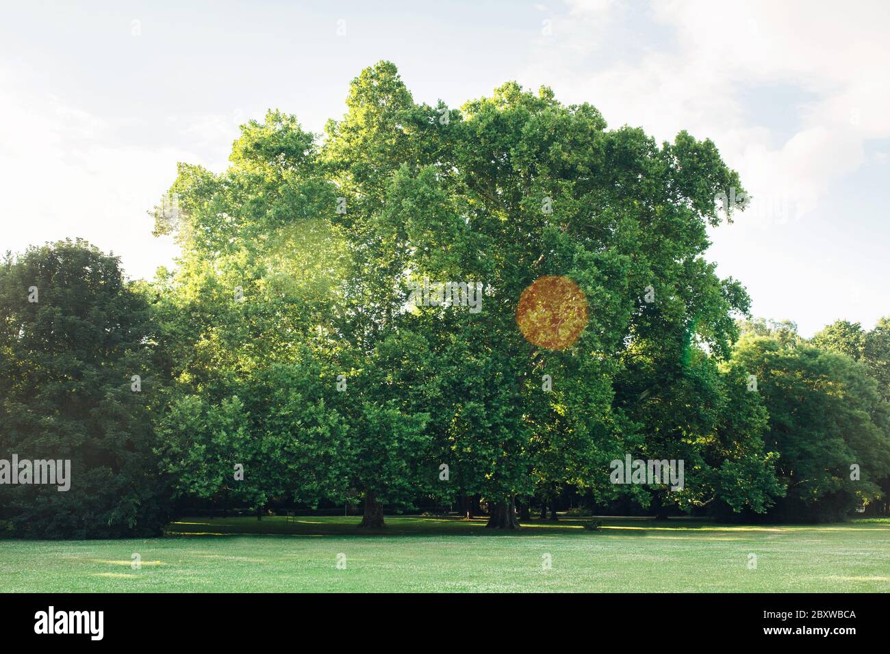 Empty public park with lush high green trees and green grass lawn ...