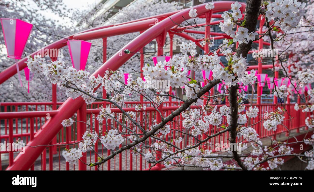 Red bridge and cherry blossom at Meguro River, Tokyo, Japan Stock Photo ...
