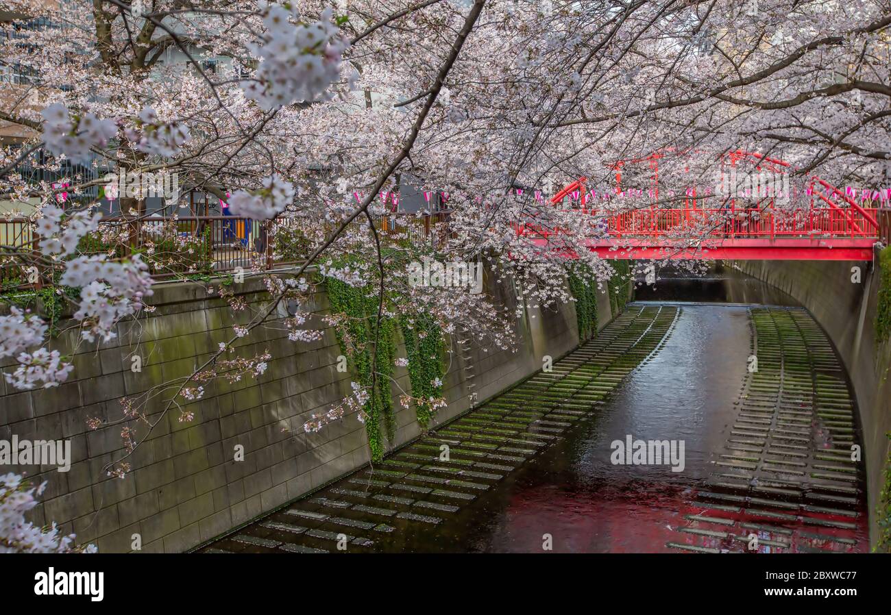 Red bridge and cherry blossom at Meguro River, Tokyo, Japan Stock Photo ...