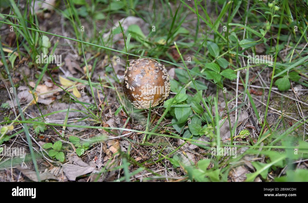 Amanita pantherina, also known as the panther cap and false blusher ...