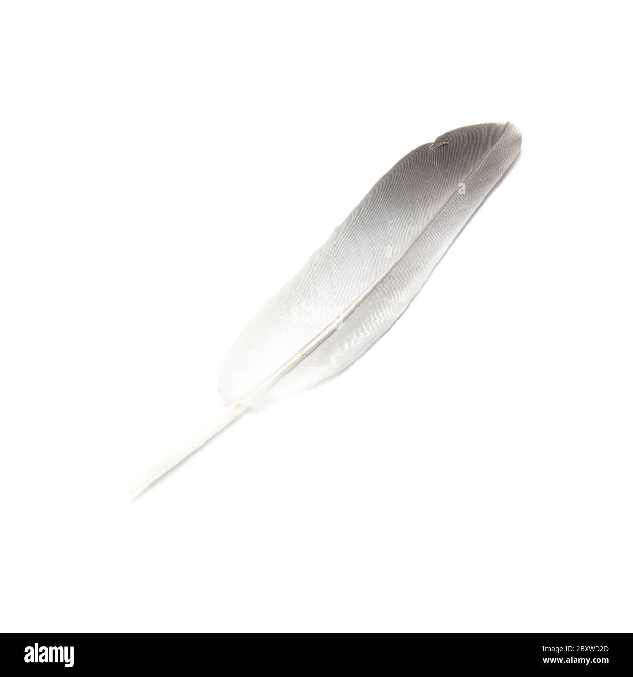 Feather birds hi-res stock photography and images - Alamy