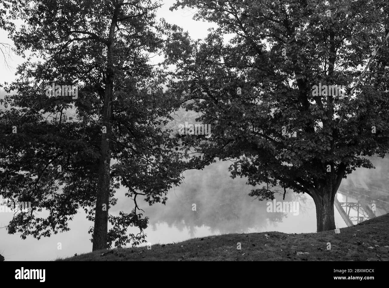 Two oak trees on edge in early morning fog just above the water level ...